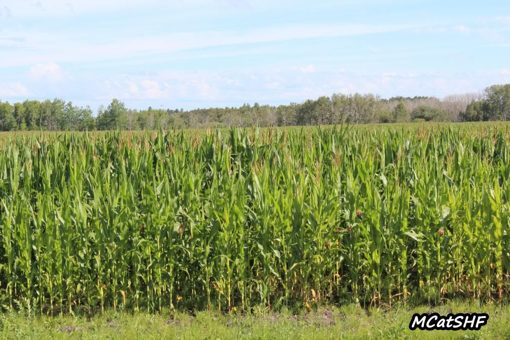Viewing a thread - Corn Field Up Close & Personal (8 Pics)